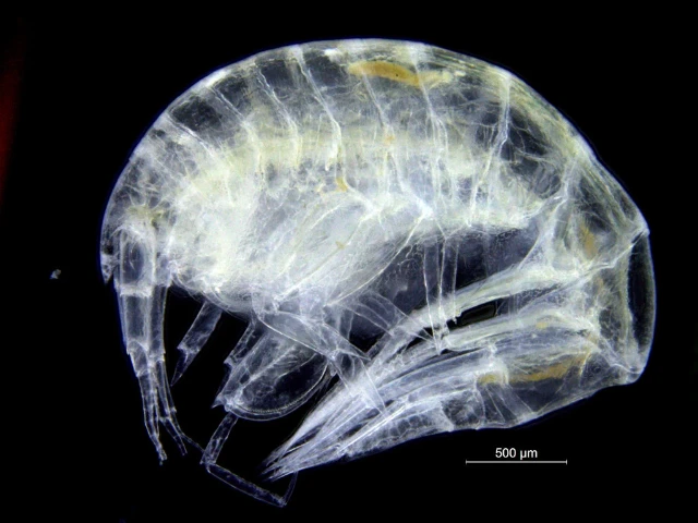 Key to the Amphilochidae of the northeast Atlantic