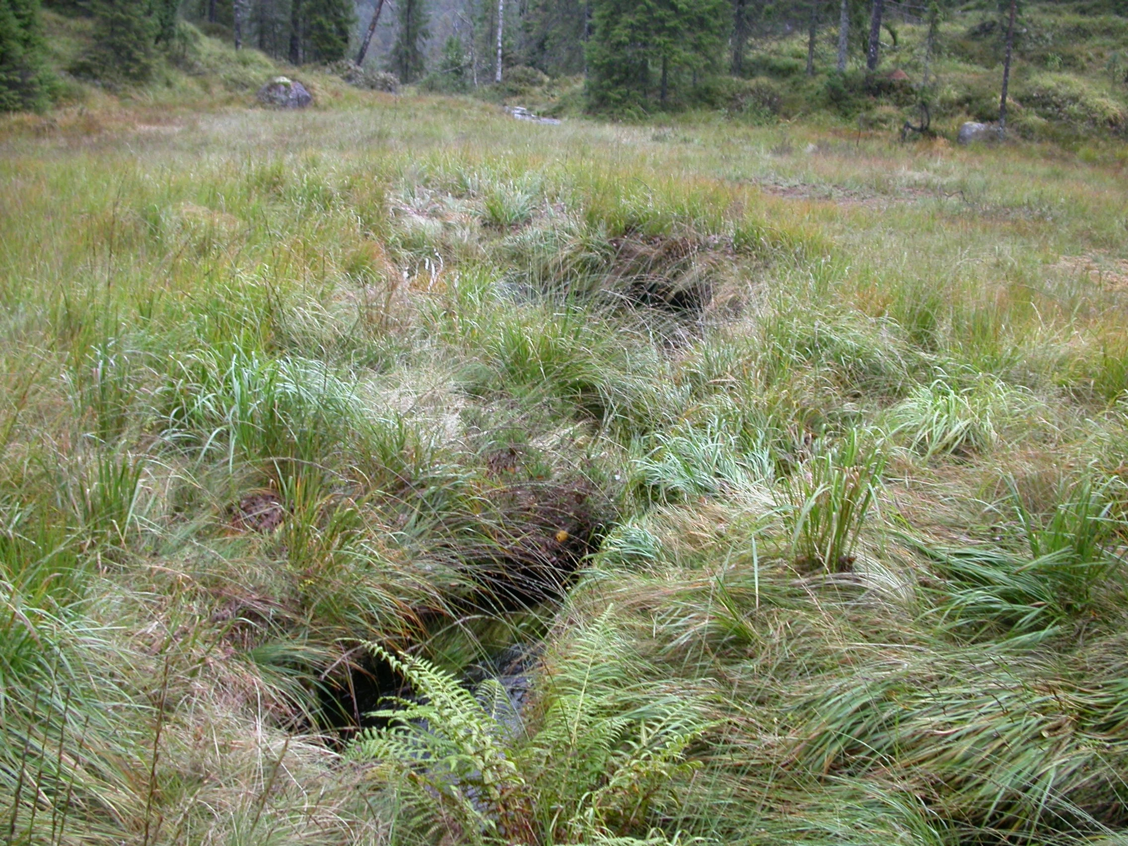 LD-12 Våtmarksmassiv