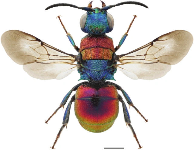 Key to chrysidid genera and species of the Nordic and Baltic countries
