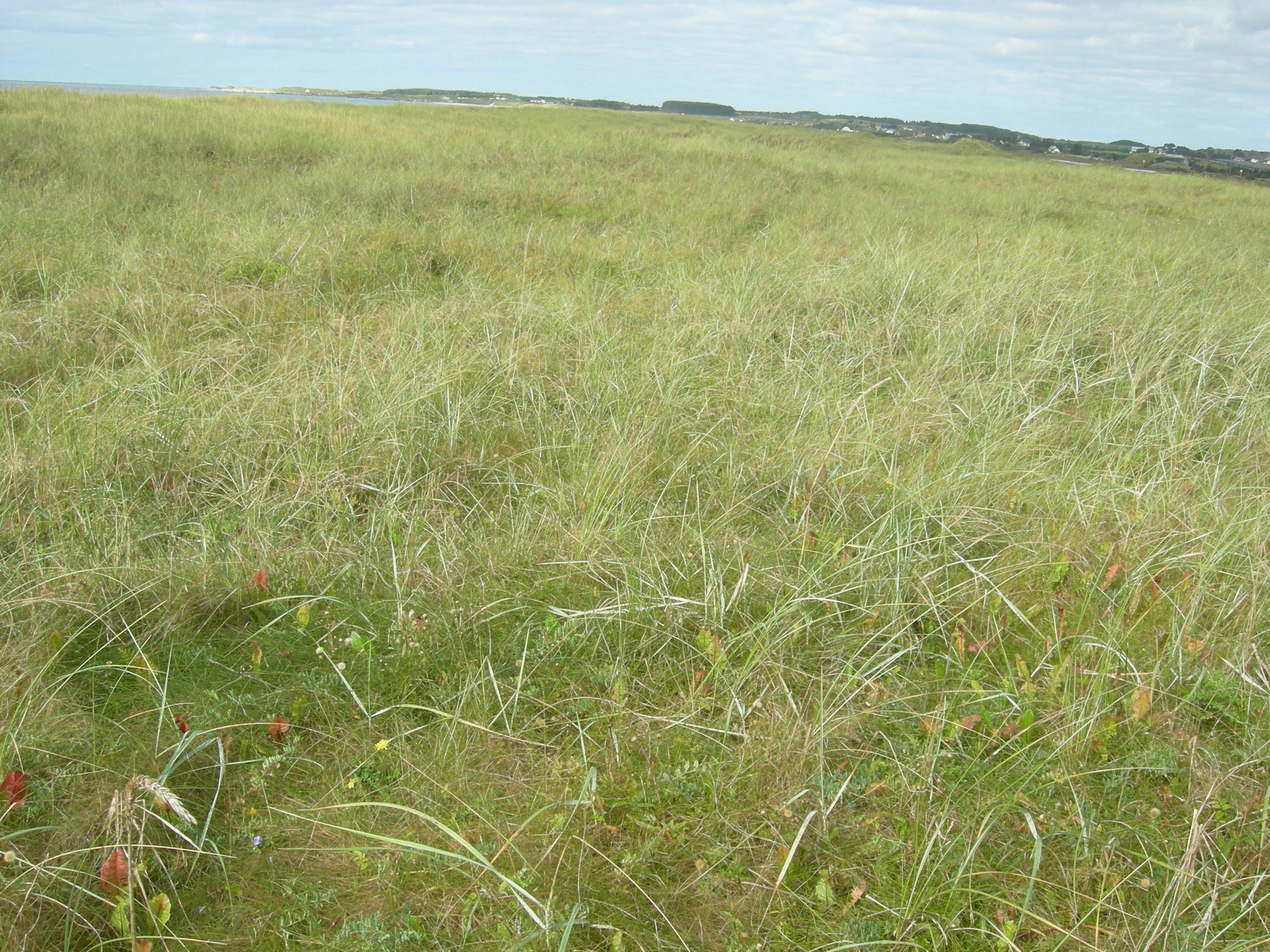 Sanddynemark