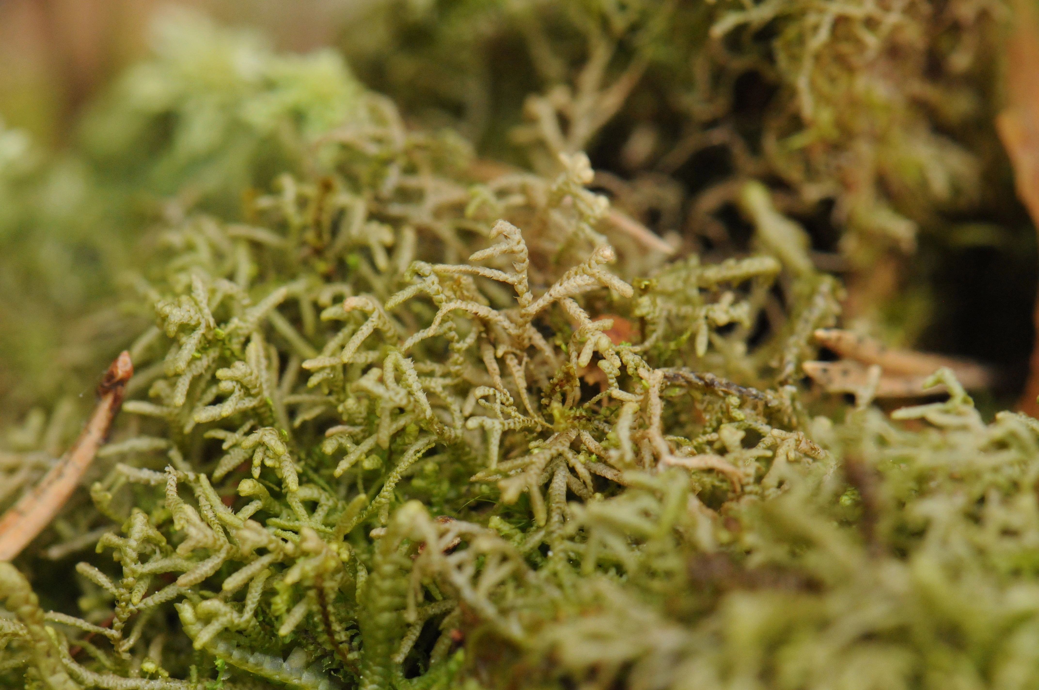 Levermoser på Vestlandet61-12