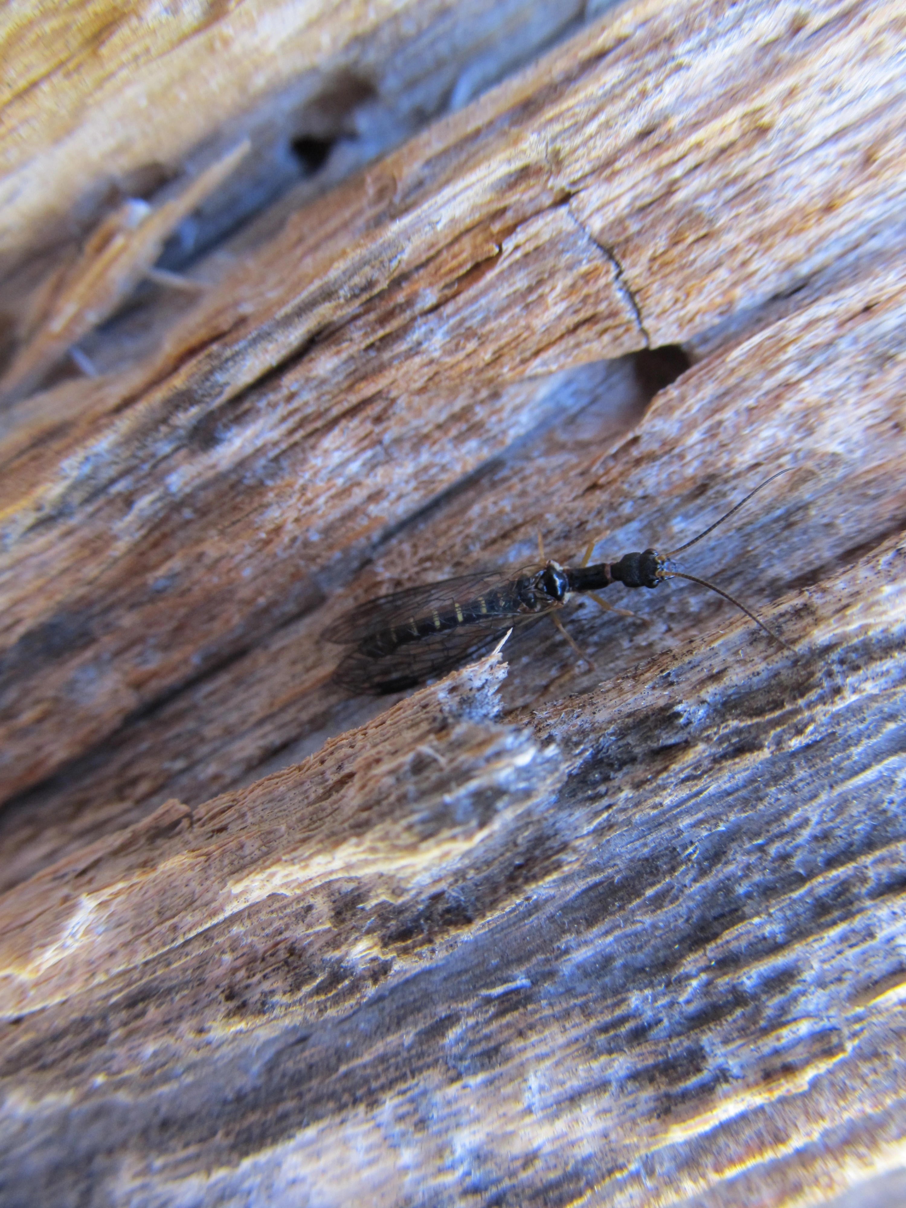 Bredhodekamelhalsfluer