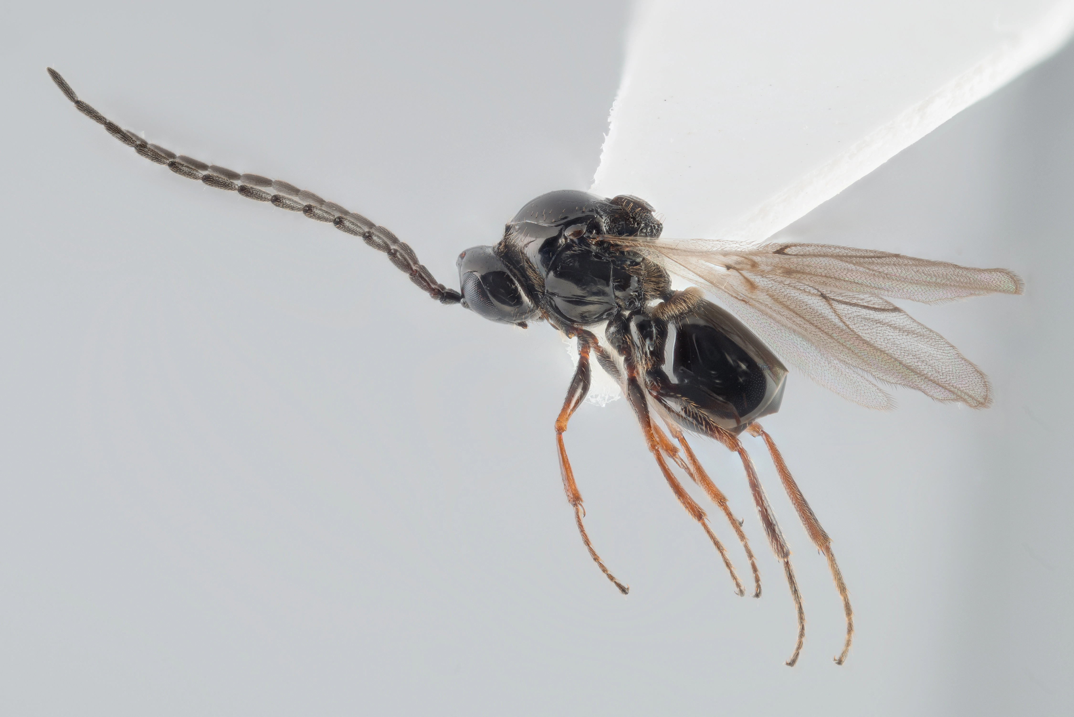 Stilkvepser: Trybliographa rapae.