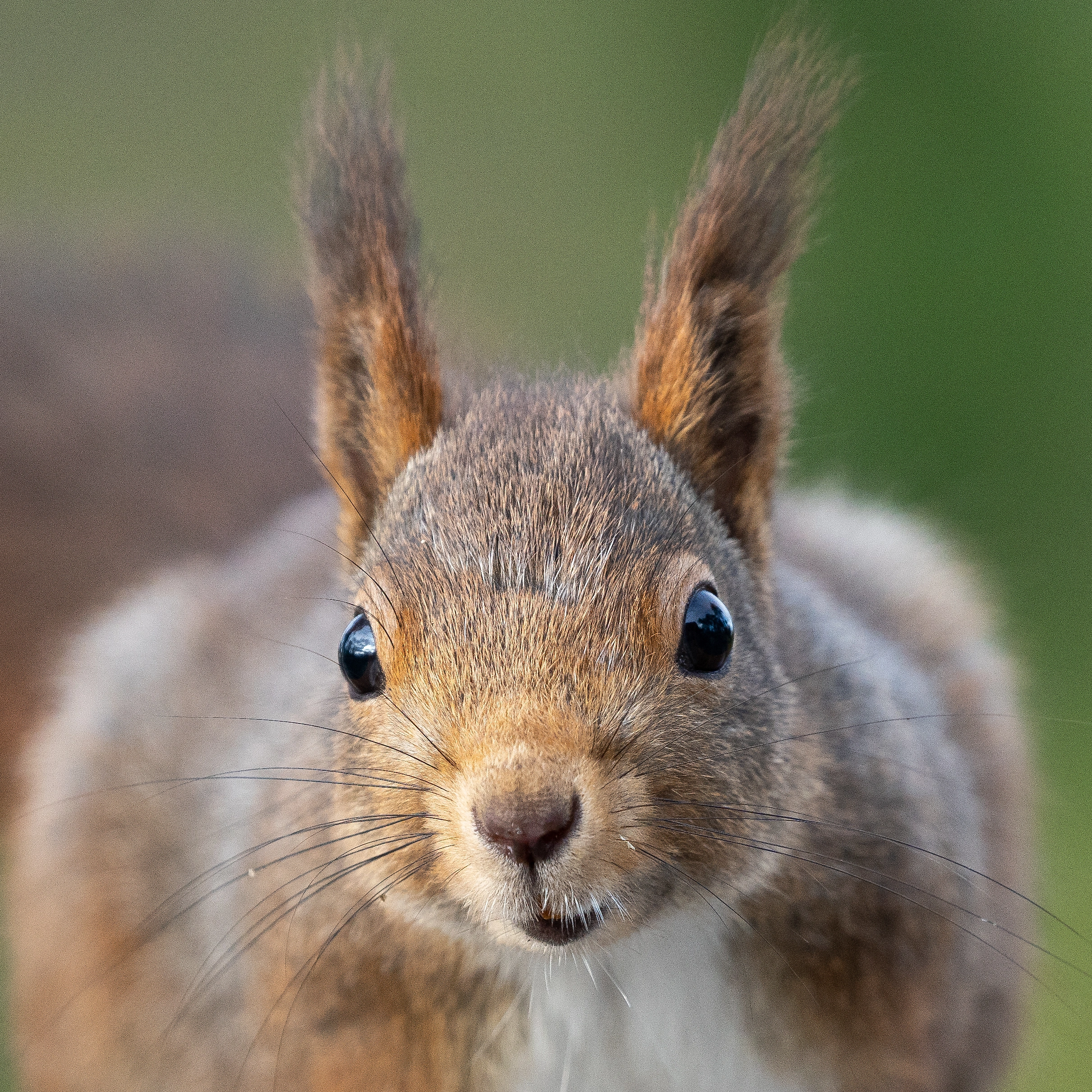 Ekorn Med Muskler Ekorn – Store Norske Leksikon