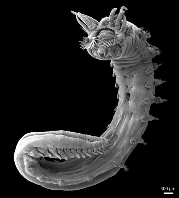 Key to the species in Norwegian waters from the families Ampharetidae ...