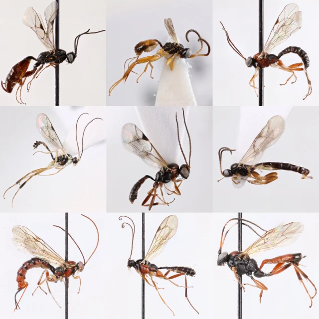 Internasjonal workshop på Ichneumonidae