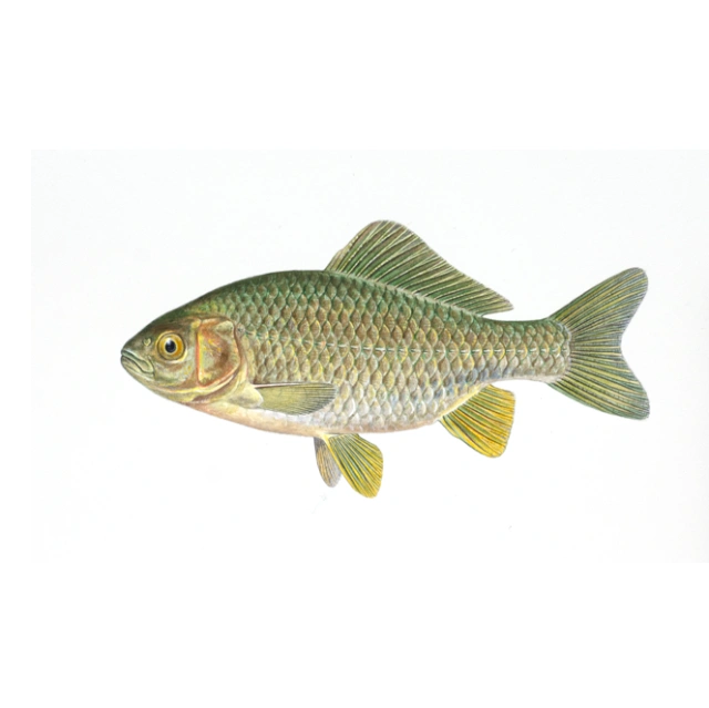 Verdens Feteste Gullfisk