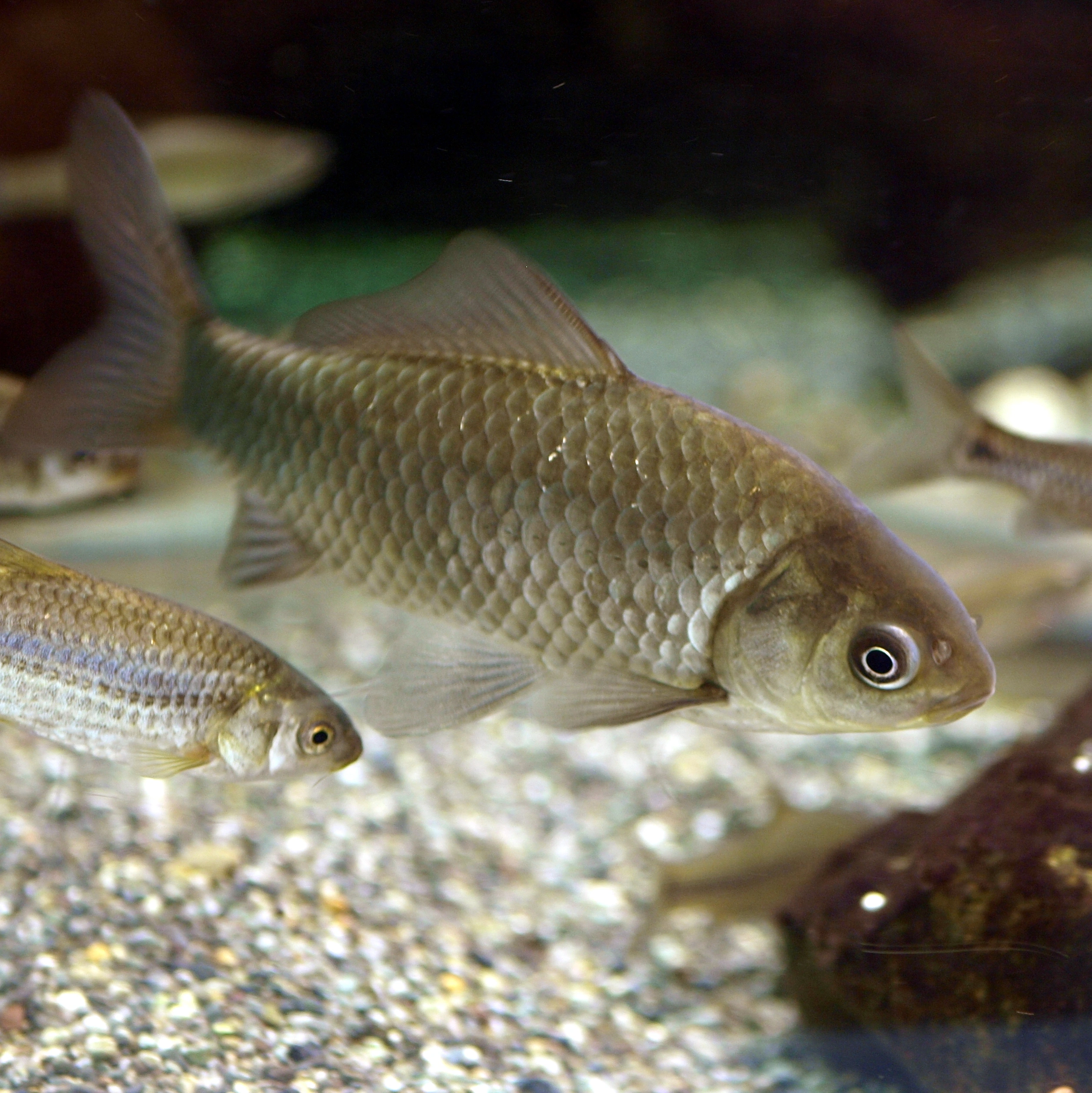 Verdens Feteste Gullfisk