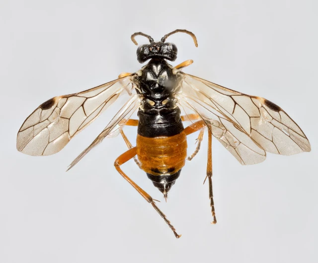 Aglaostigma aucupariae