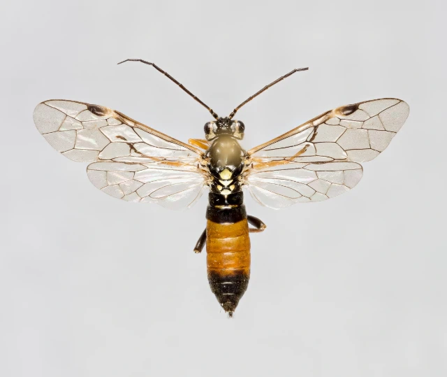 Tenthredopsis scutellaris