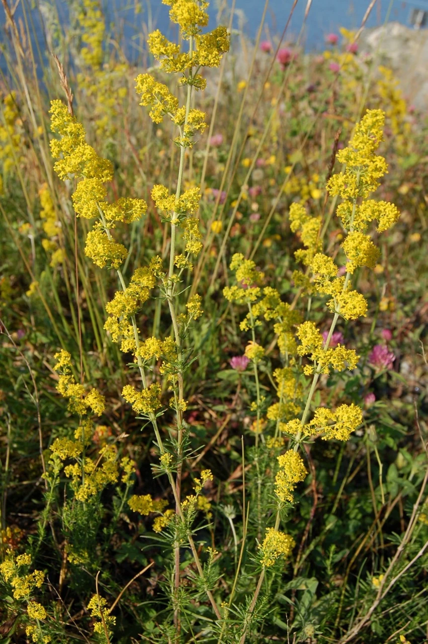 Gulmaure - Galium verum